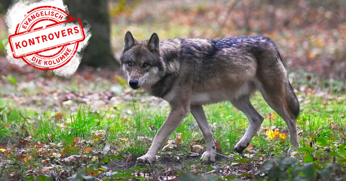 Wölfe in Deutschland: Schützen oder abschießen? | evangelisch.de