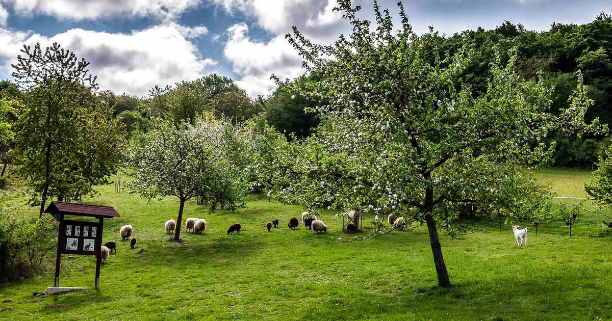 Biotop Streuobstwiese: Das Apfel-Paradies ist in Gefahr | chrismon