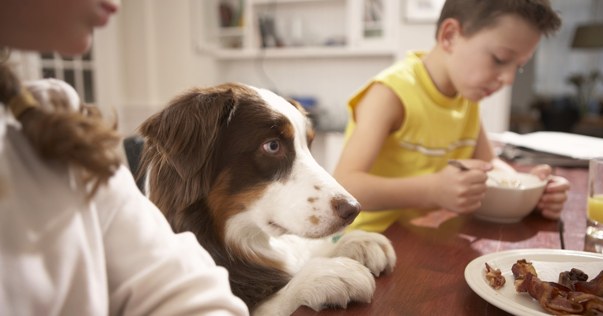 Tiere - kein Retter nah? | evangelisch.de