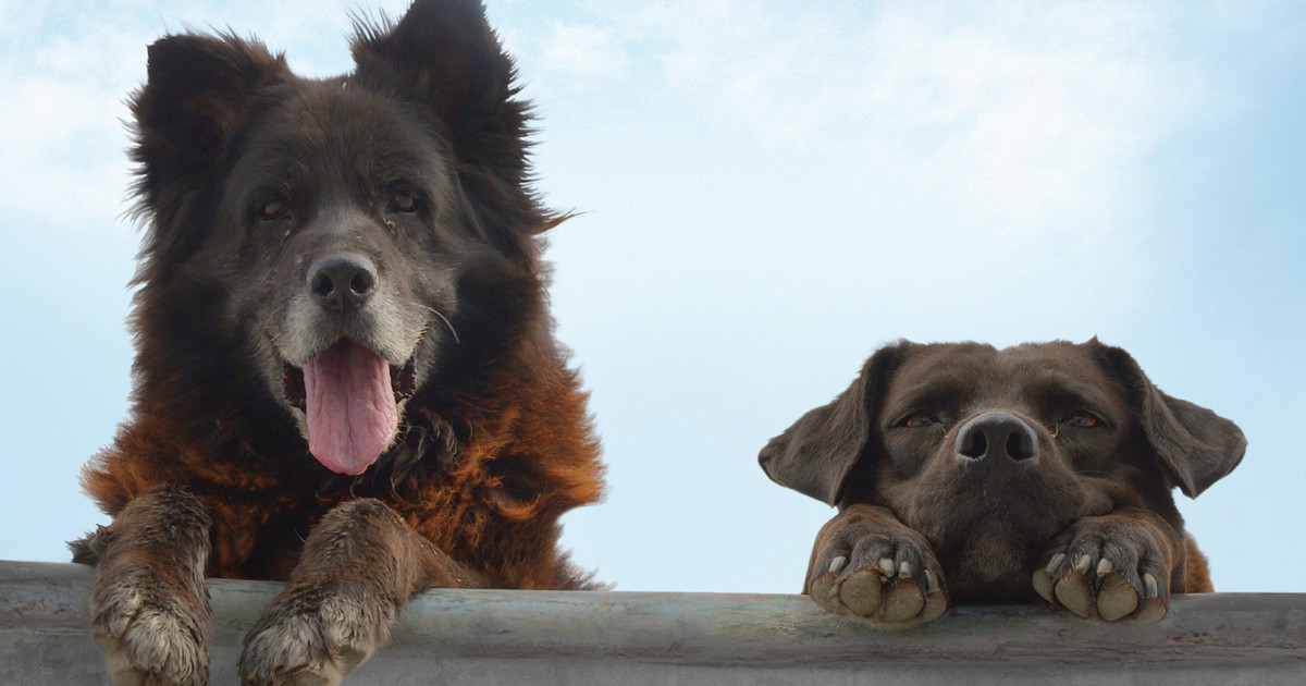 Top 5 Hunde-Filme von der Filmkritikerin Alexandra Seitz | chrismon