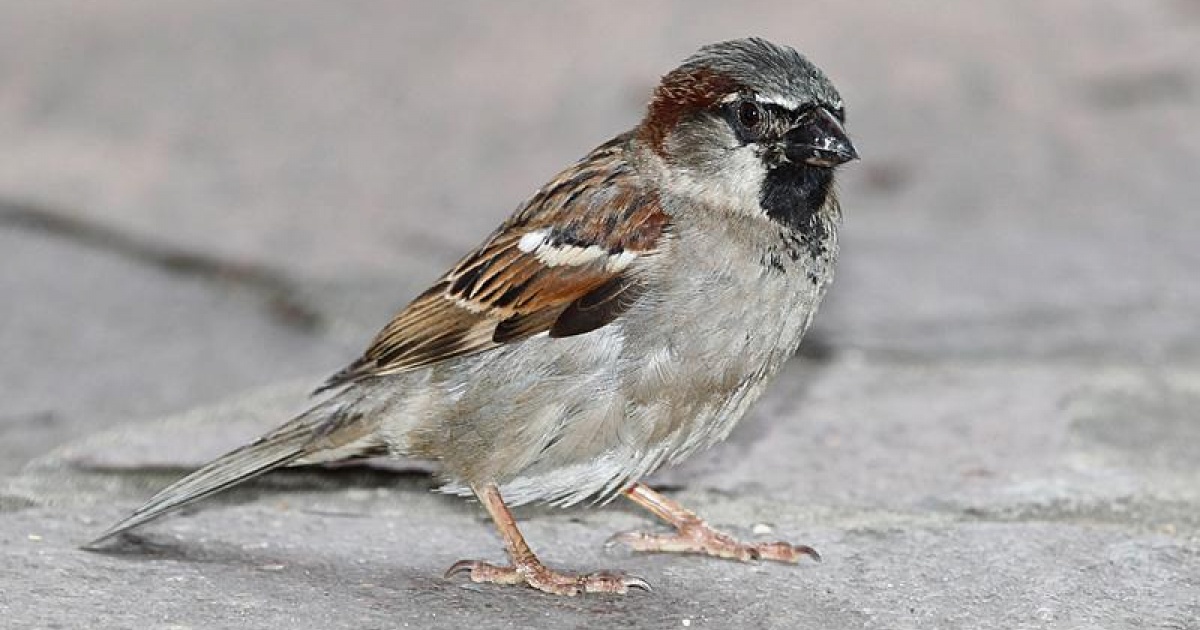 Der Spatz bleibt der Star | chrismon