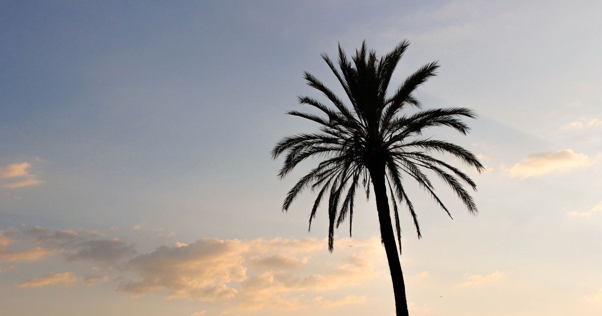 Der Stein und die Palme | evangelisch.de