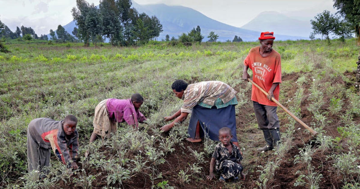 Kinderarbeit in der Landwirtschaft nimmt zu | chrismon