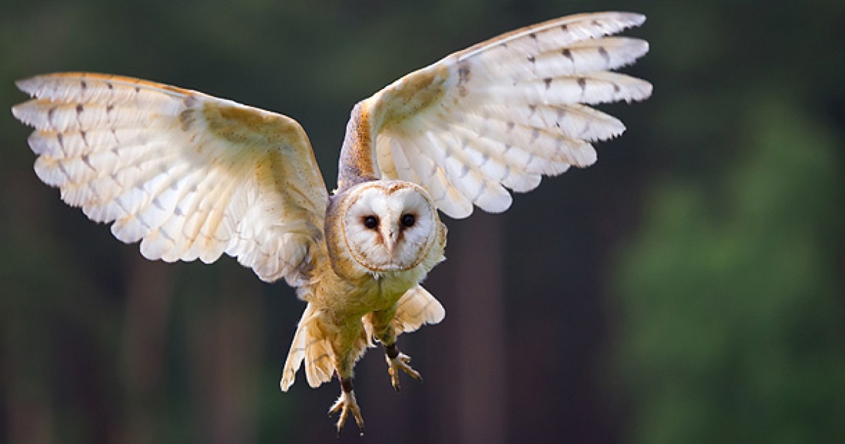 Von den Eulen fliegen lernen
